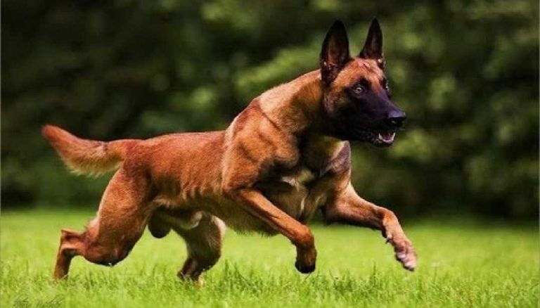 Tính cách của chó Becgie Bỉ có thể bạn chưa biết?