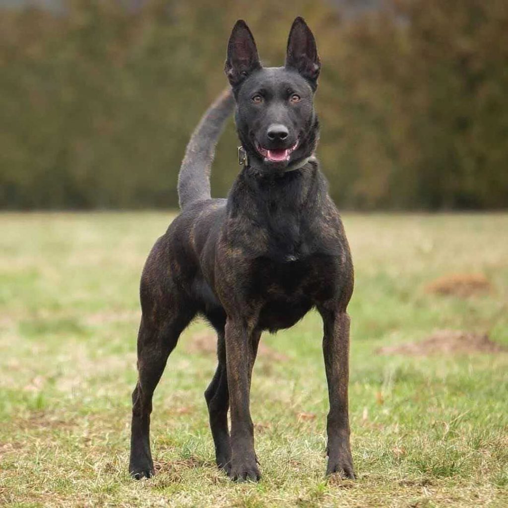 Tìm hiểu ưu, nhược điểm của chó Becgie Bỉ